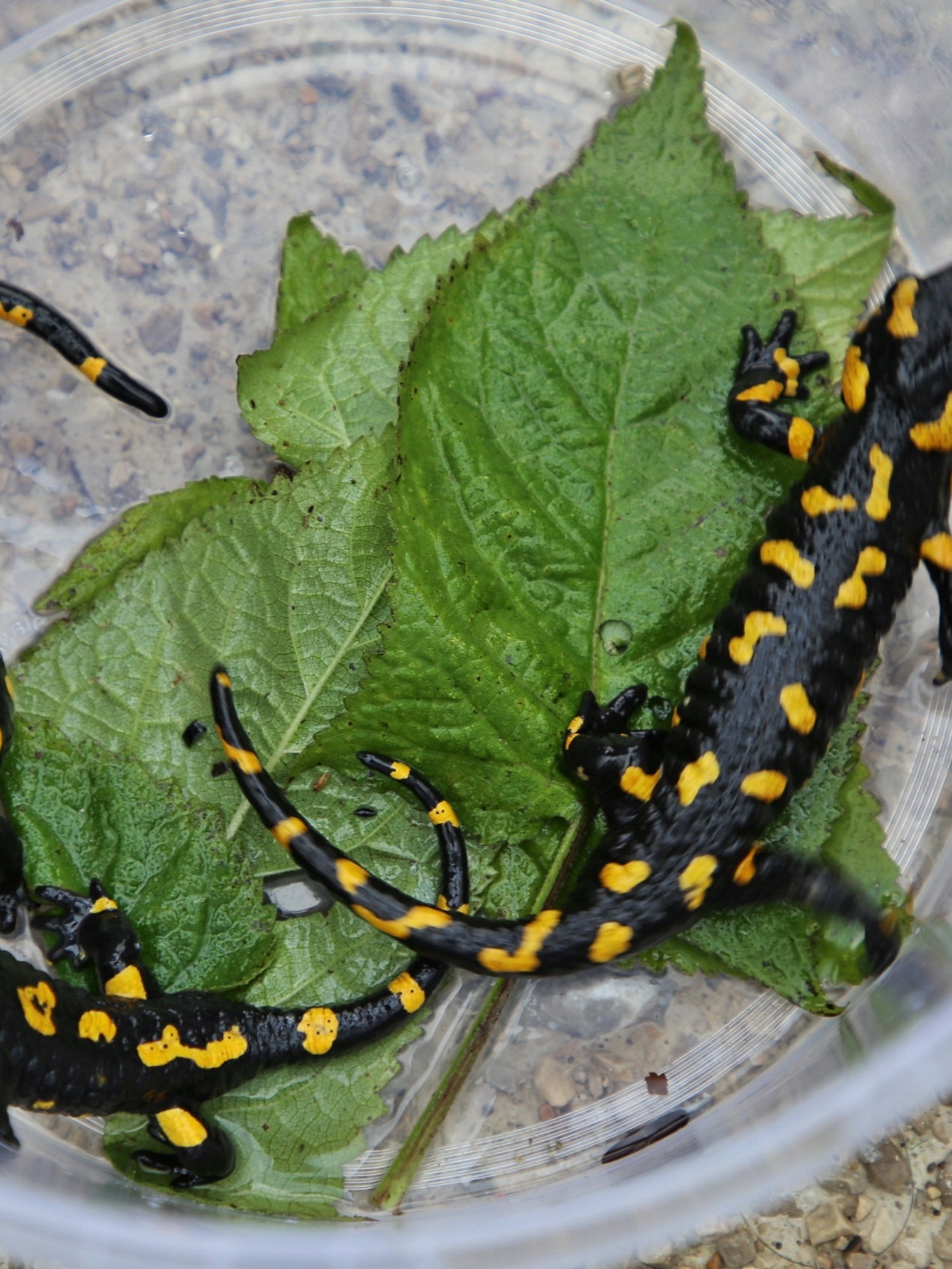 Energie aus Ebensee. Aber gut für die Tiere.